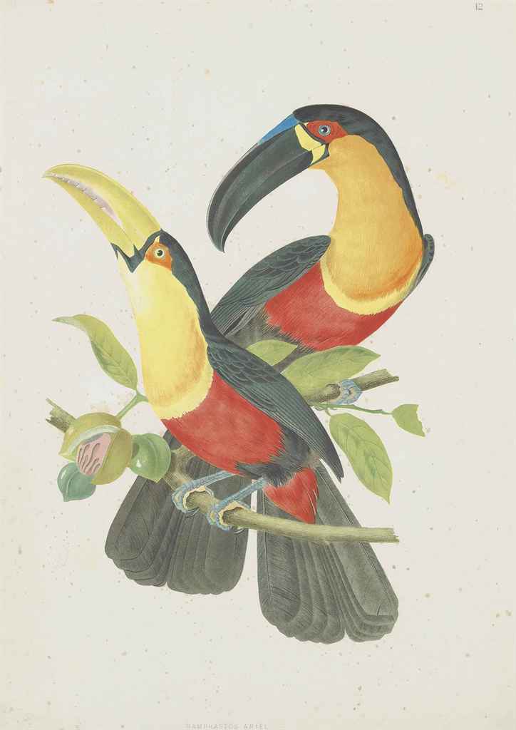Jean-Théodore Descourtilz: upcoming auctions, appraisal insights and ...