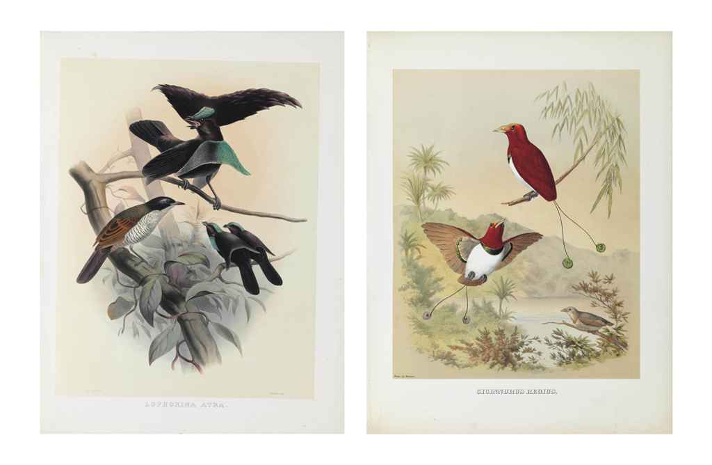 CORY, Charles Barney (1857-1921) The Beautiful and Curious B ...