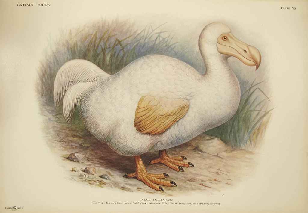 ROTHSCHILD, Lionel Walter, baron (1868-1937) Extinct Birds ...