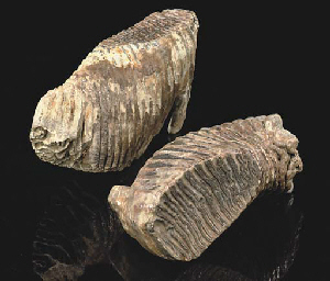 The Eurasian Steppe Mammoth (Mammuthus trogontherii) may be the same ...