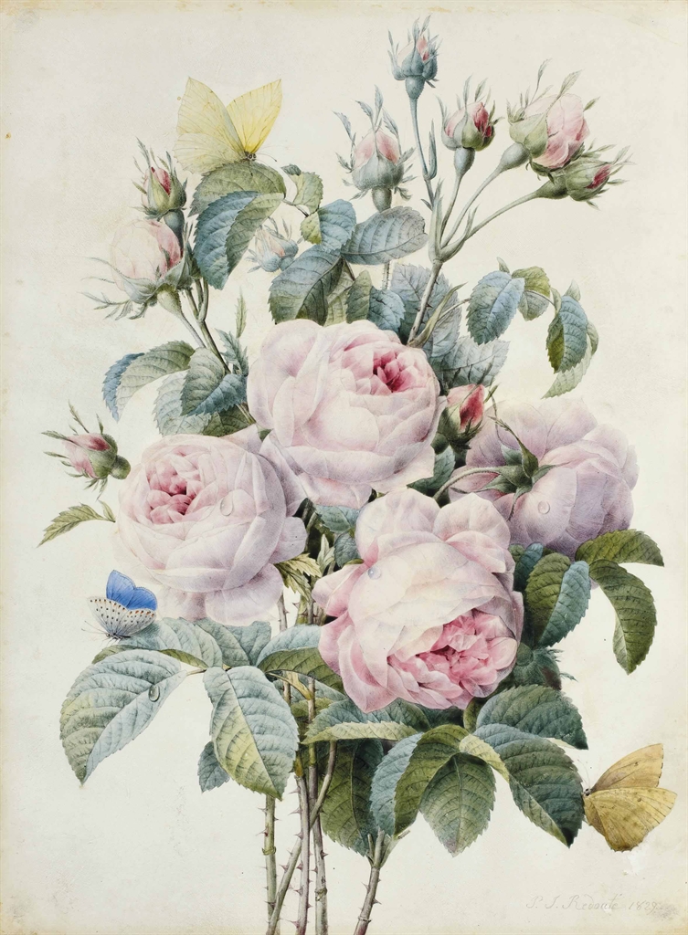 PIERRE-JOSEPH REDOUTE (SAINT-HUBERT 1759-1840 PARIS) | Bouquet de roses ...