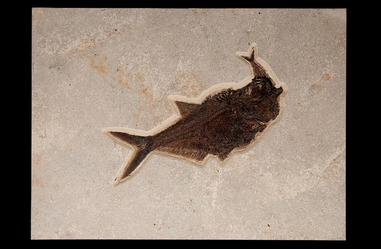 Animals Fossils Of Mars Surfaces